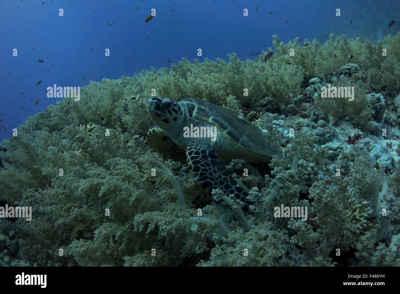 Green sea turtle red sea egypt hi-res stock photography and images - Alamy