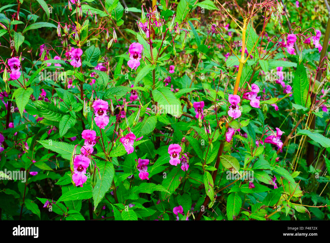 Himalayan Balsam, Impatiens glandulifera Stock Photo - Alamy