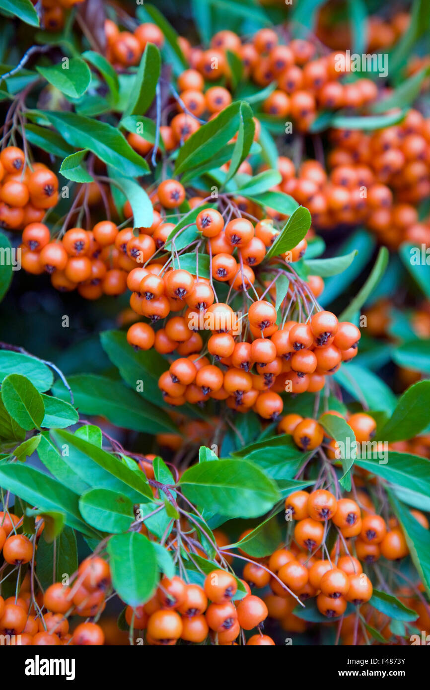 Rowanberries, close-up, Sweden Stock Photo - Alamy