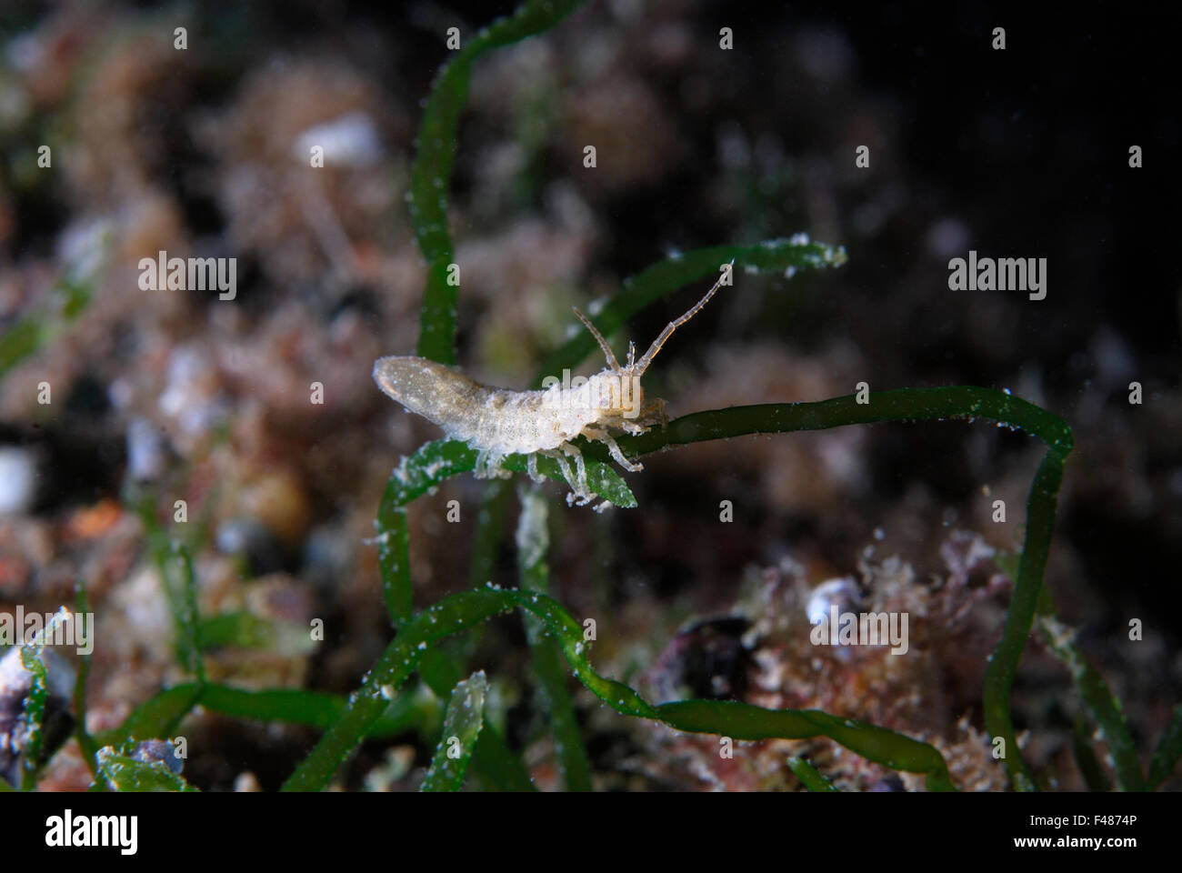 One sea centipede, Baltic Sea Stock Photo - Alamy