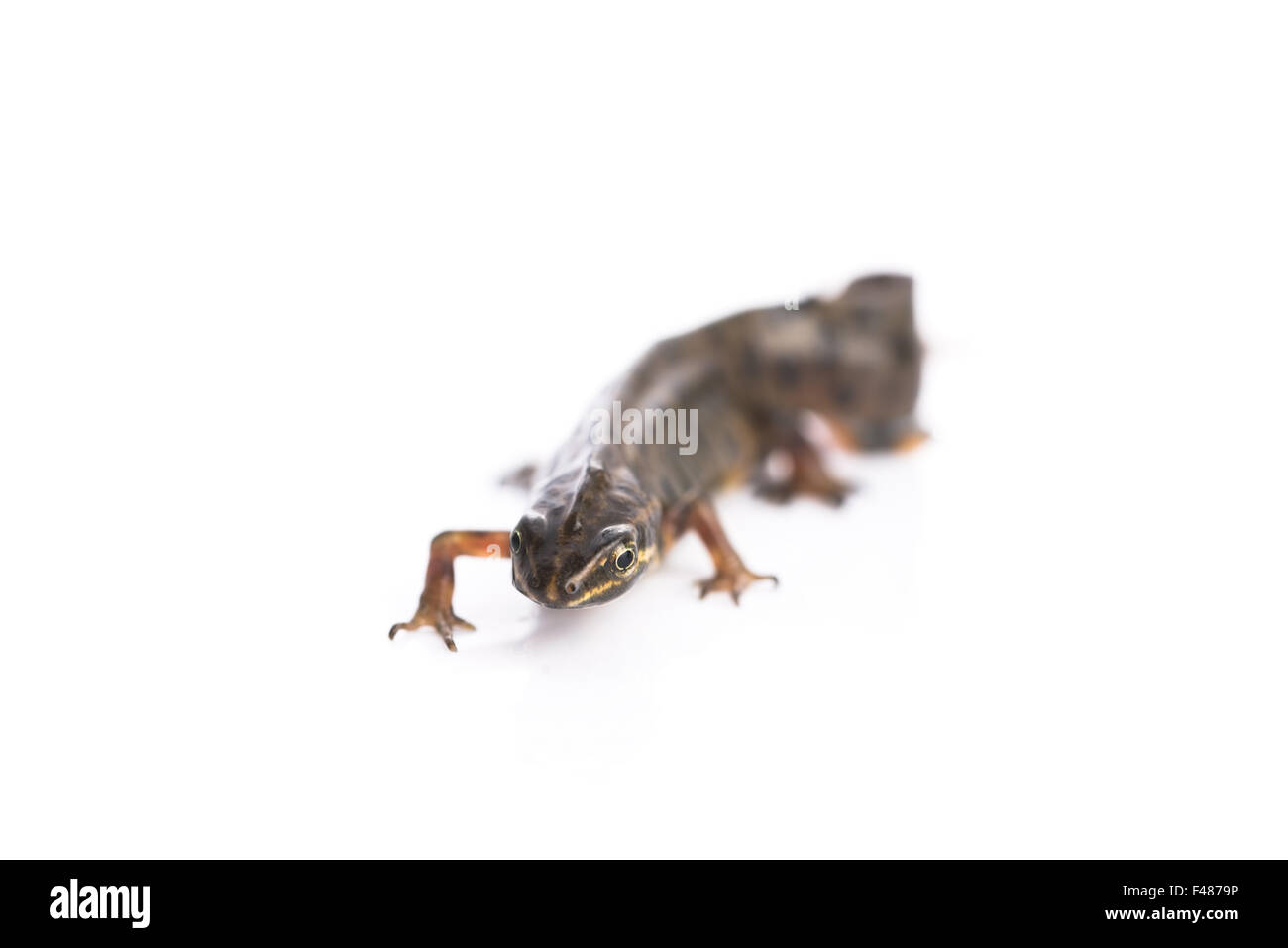 Smooth newt on white background Stock Photo - Alamy
