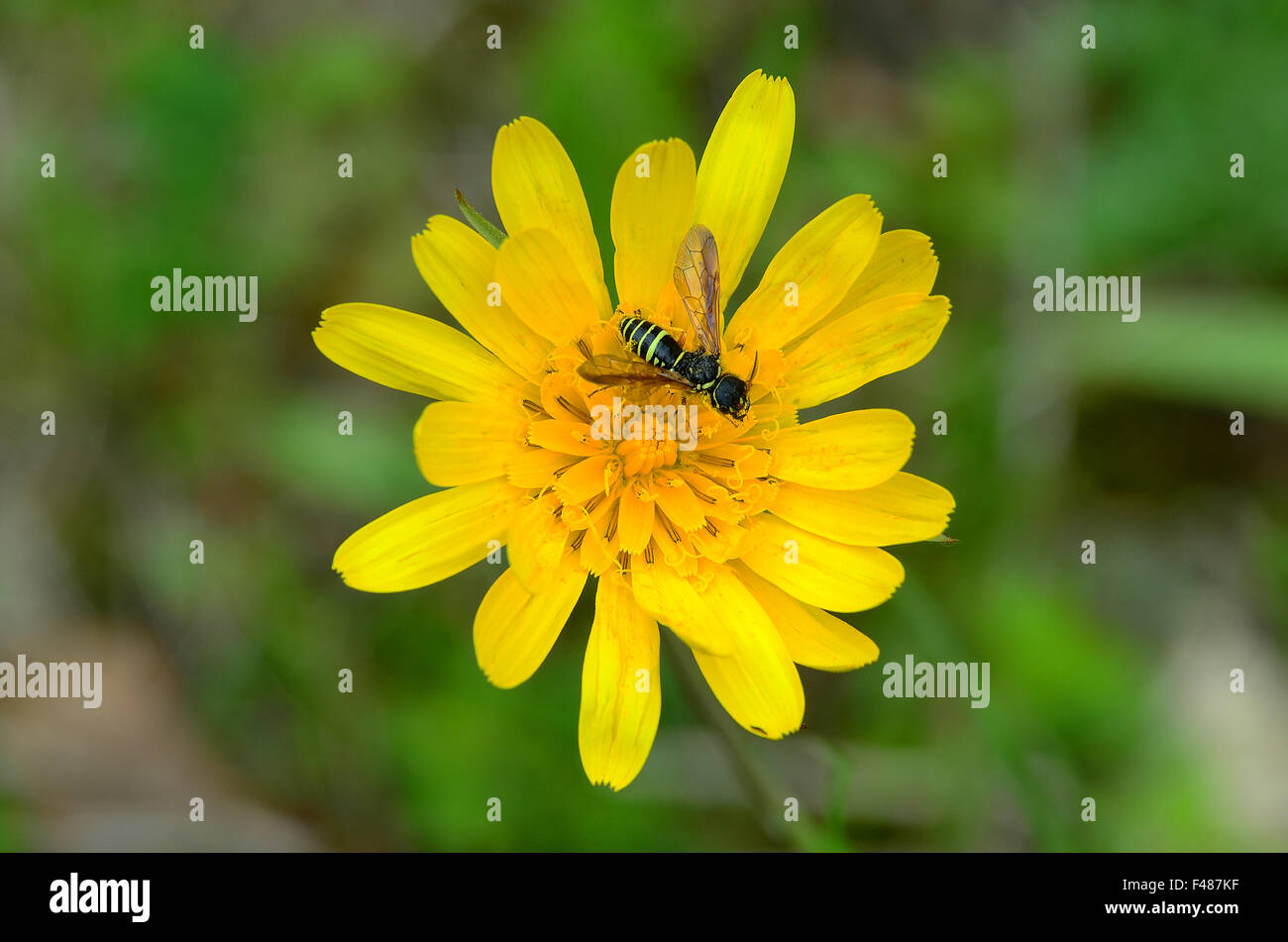 wasp; flower; blossom Stock Photo - Alamy