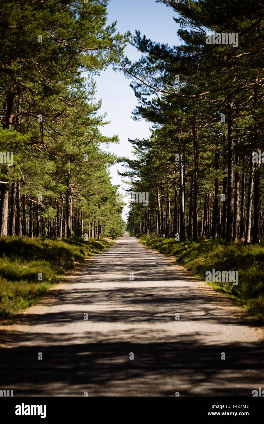 Straight forest road hi-res stock photography and images - Alamy