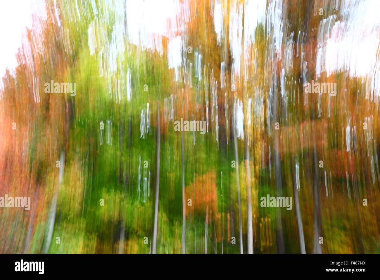 Abstract forest hi-res stock photography and images - Alamy