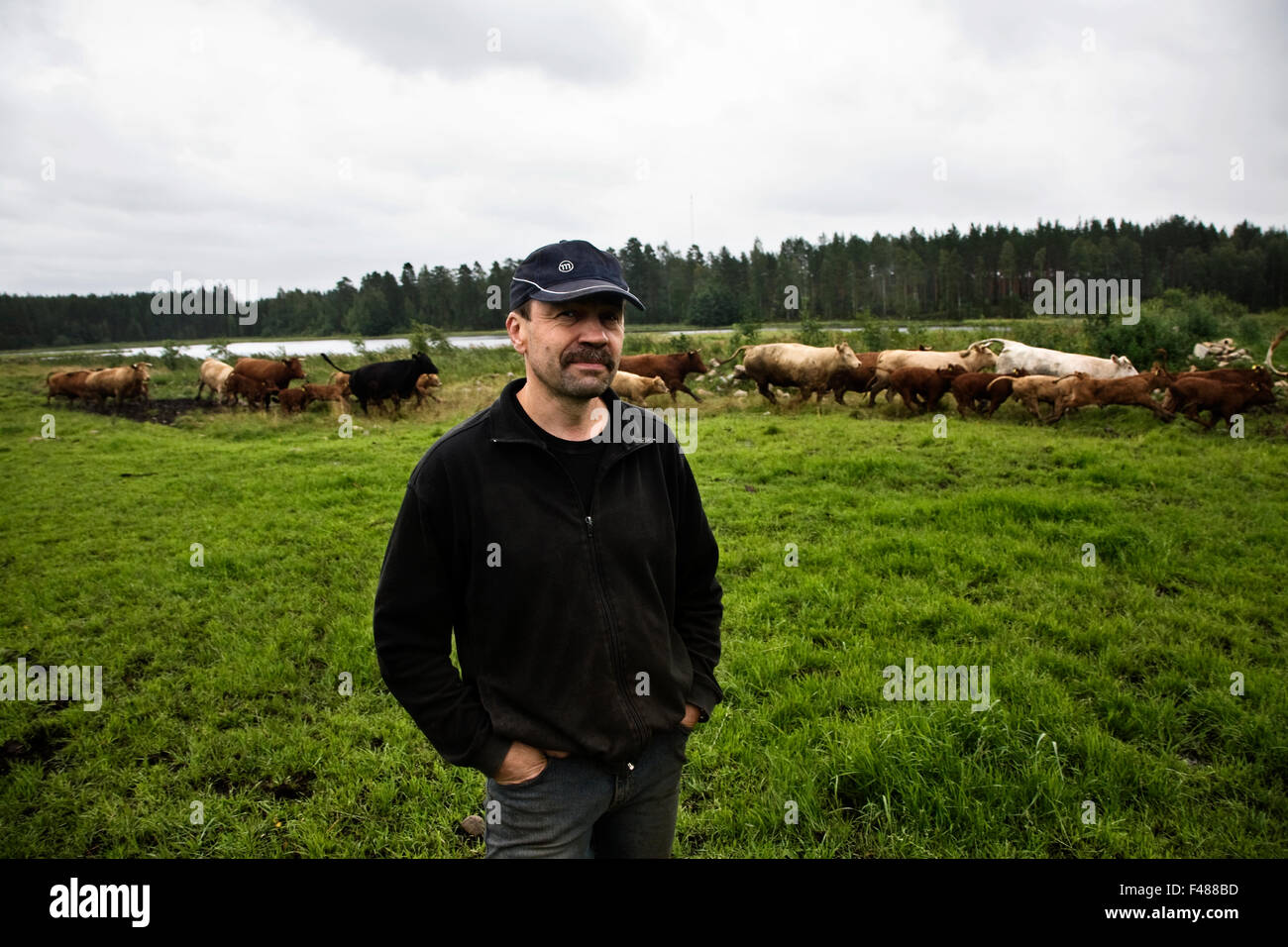 Finland cow hi-res stock photography and images - Alamy