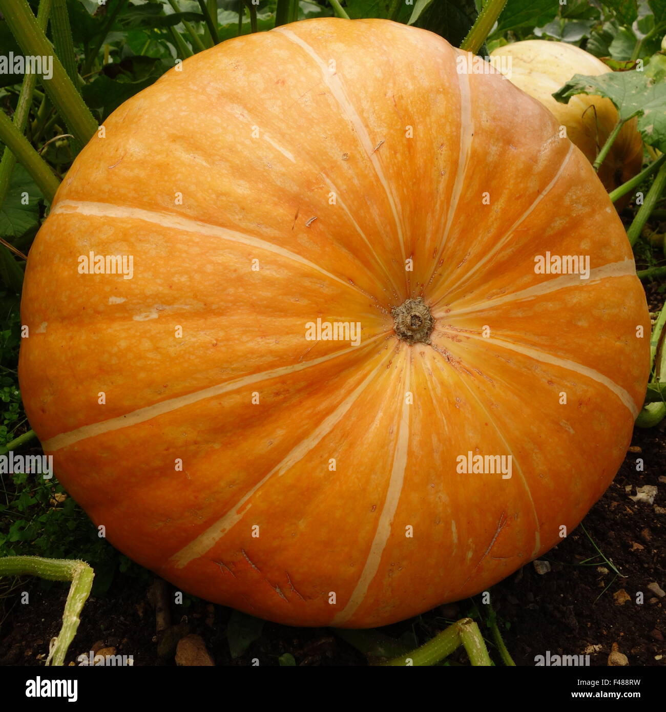 Large Orange Pumpkin Stock Photo - Alamy