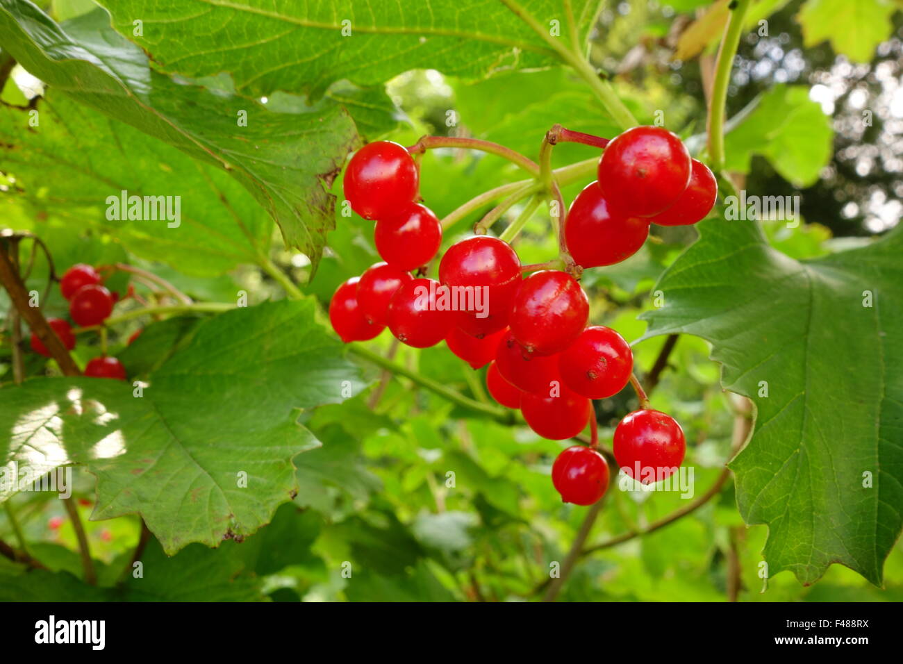 Guelder Rose Berries Stock Photo - Alamy