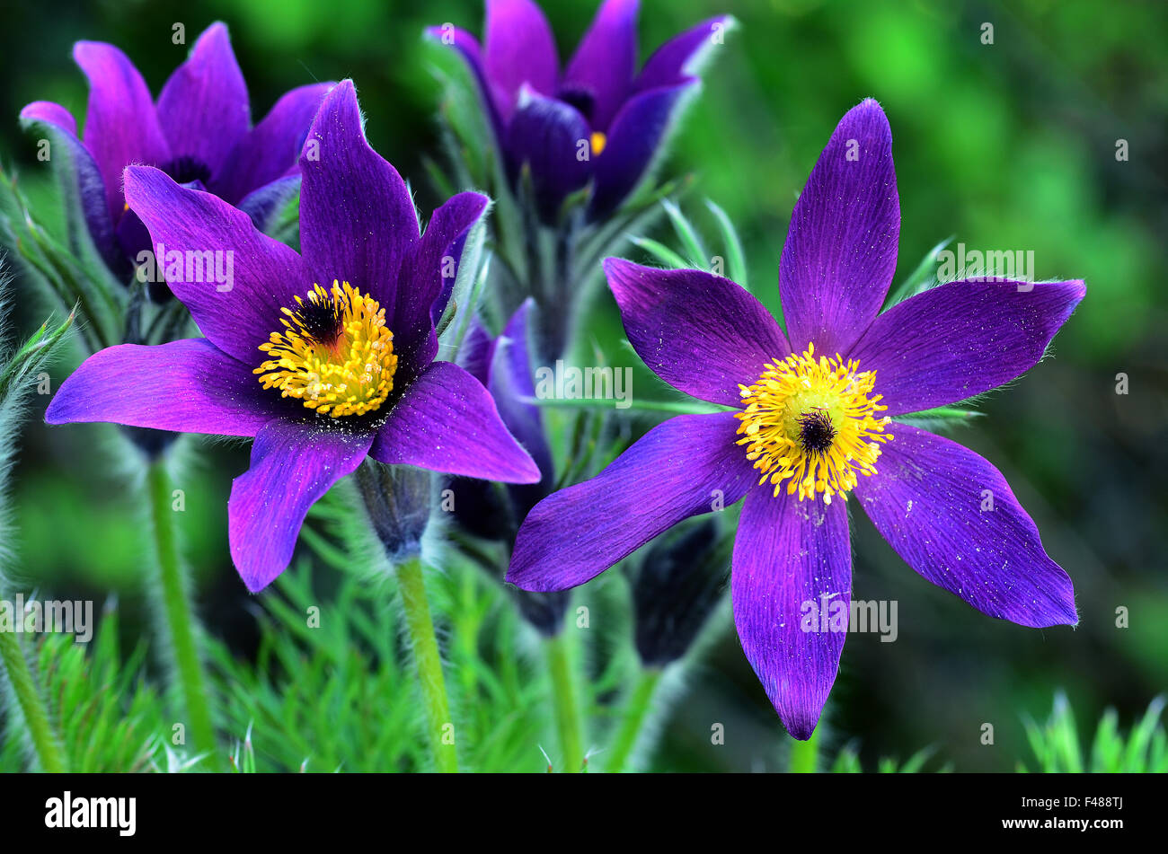 pasque; flower; blossom Stock Photo - Alamy