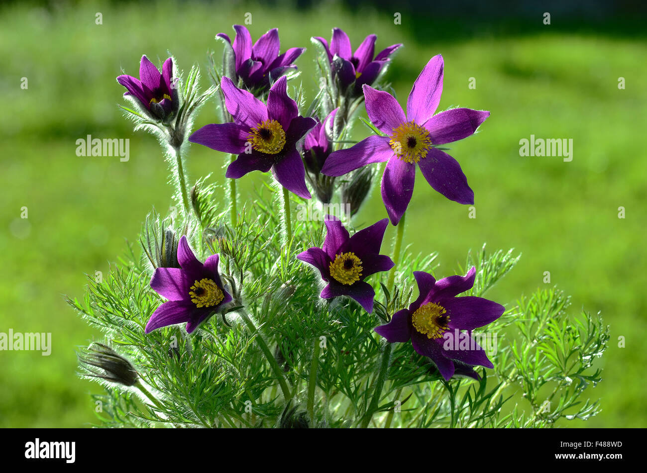 pasque; flower; blossom Stock Photo - Alamy
