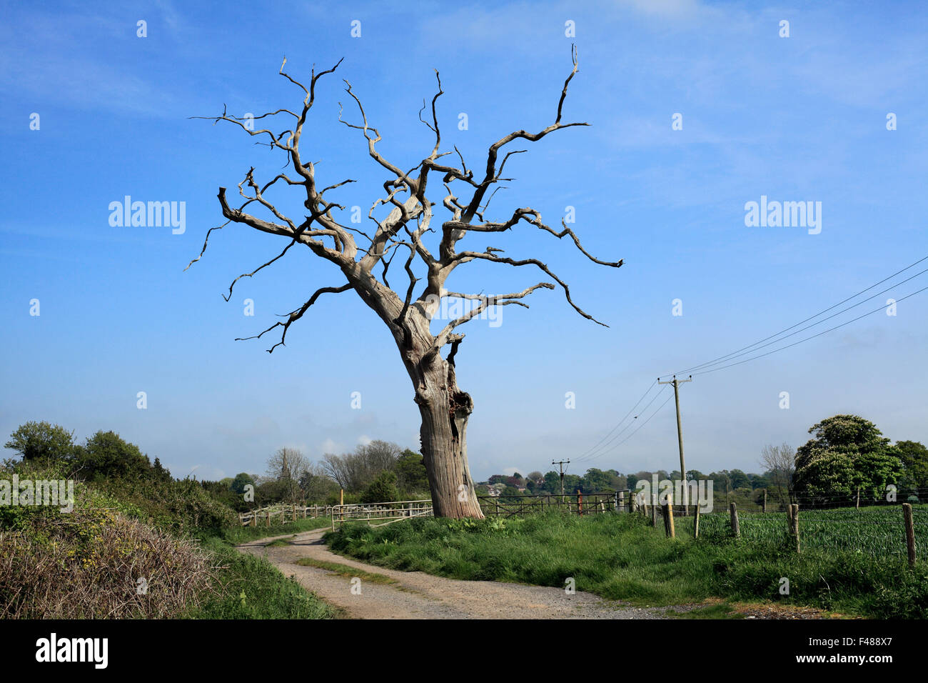 Dead tree near Hurstpierpoint, West Sussex Stock Photo - Alamy