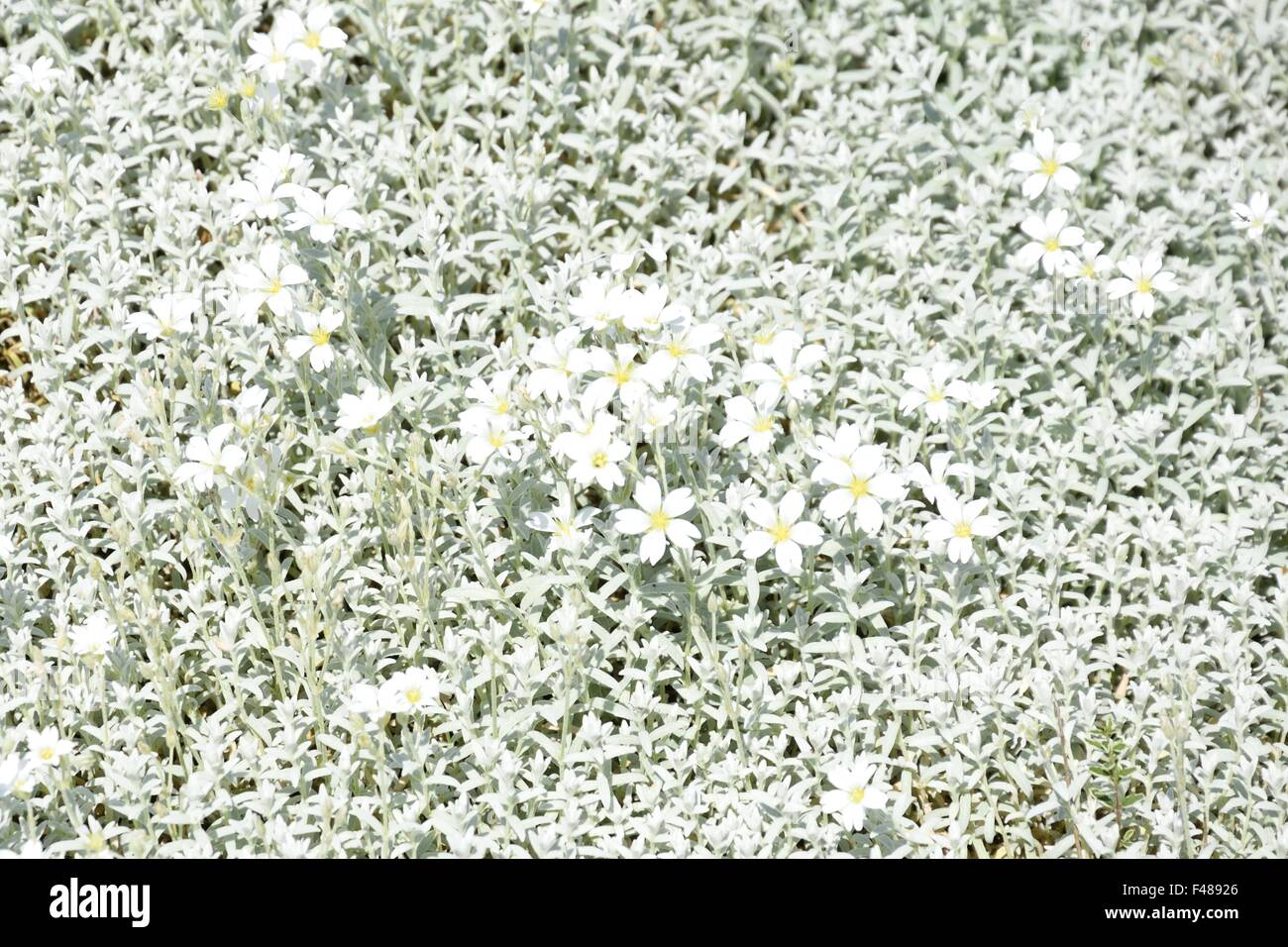 Tiny white flowers hi-res stock photography and images - Alamy