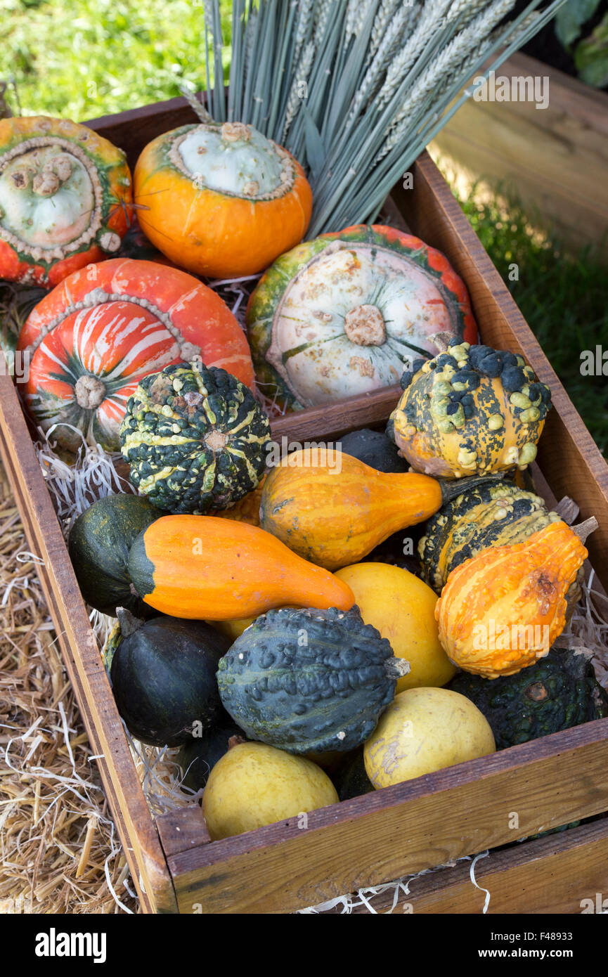 Pumpkin and Gourd display at an Autumn Show. UK Stock Photo - Alamy