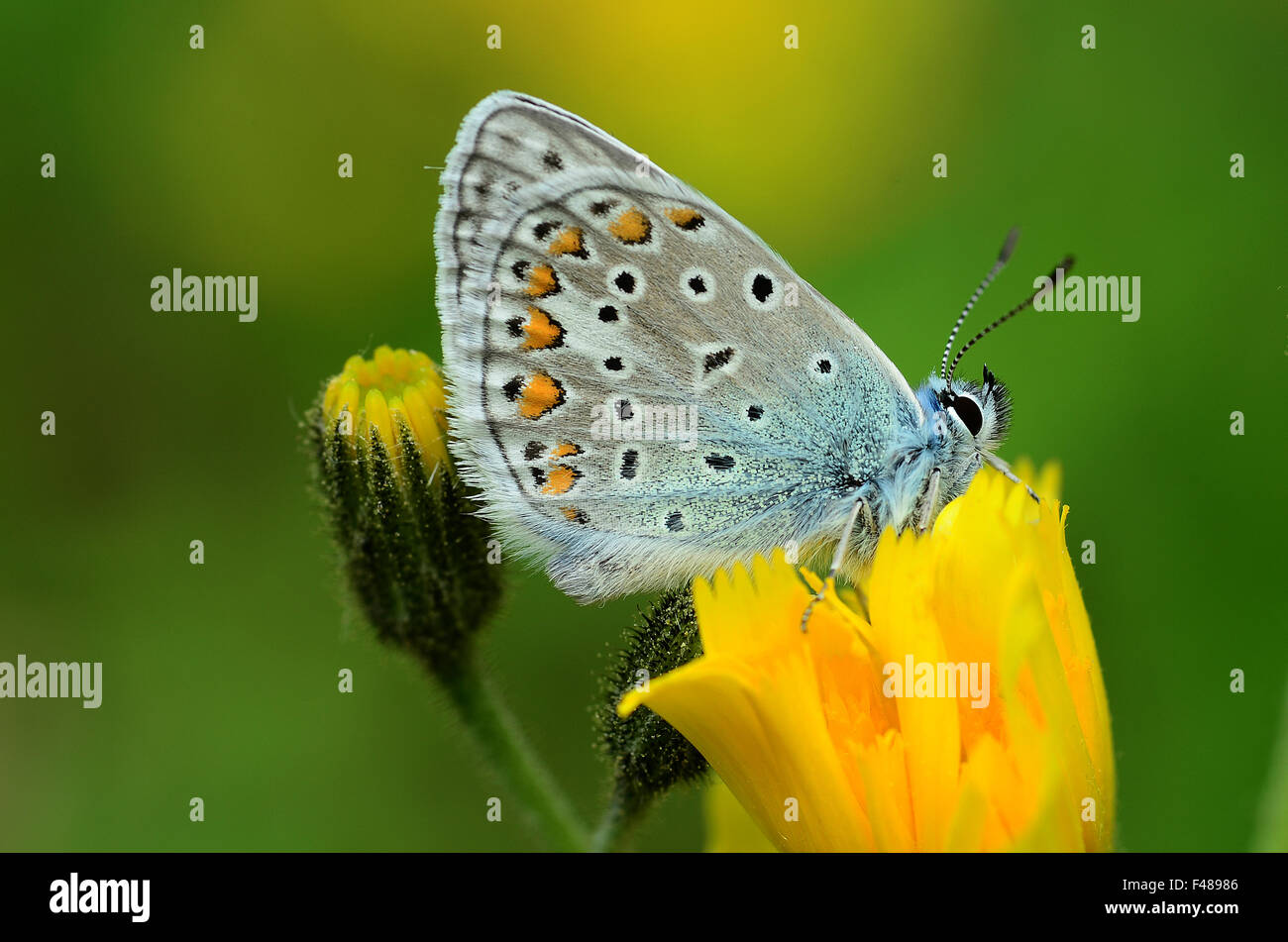 Bluebird species hi-res stock photography and images - Alamy