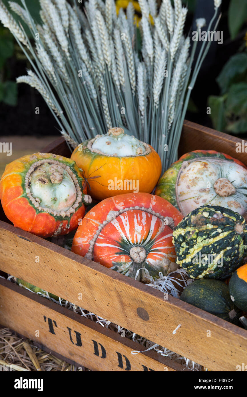 Pumpkin and Gourd display at an Autumn Show. UK Stock Photo - Alamy