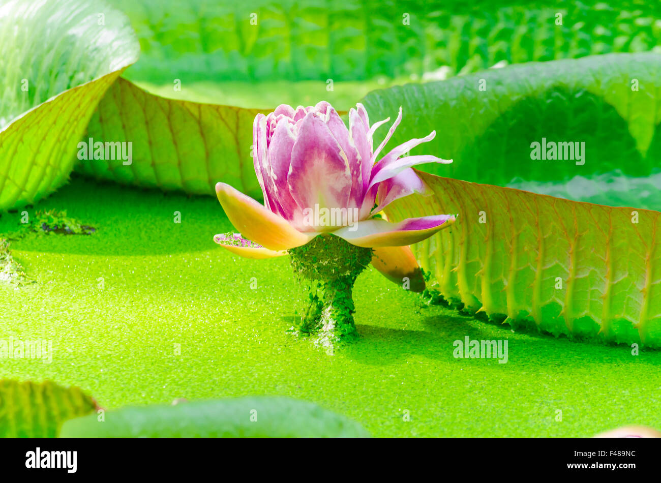 Standing On Giant Water Lily High Resolution Stock Photography and ...