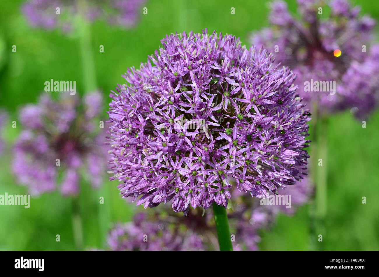 allium; leek; flower; blossom; closeup Stock Photo - Alamy