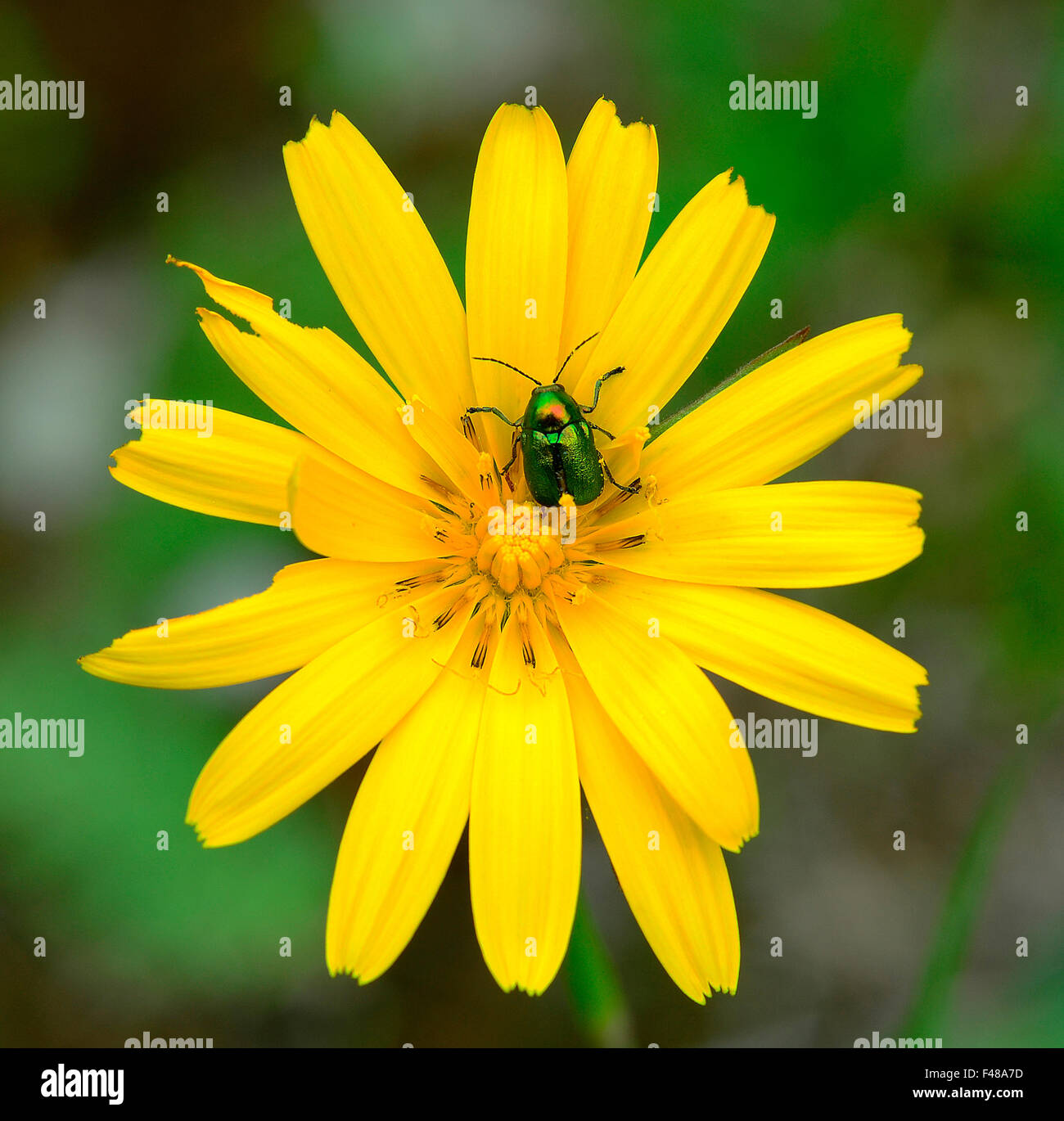 flower, yellow, insect Stock Photo - Alamy