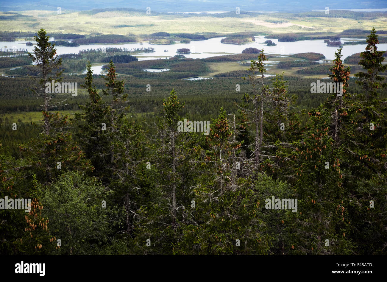 aerial view of a vast forest landscape, Sweden Stock Photo - Alamy