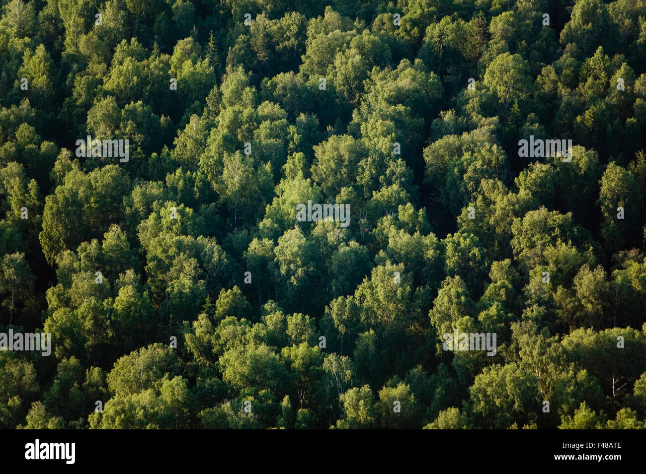 Aerial view of a forest, Sweden Stock Photo - Alamy
