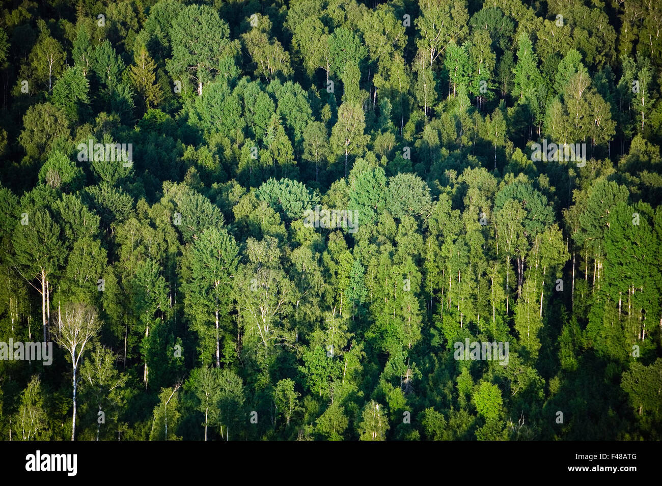 Aerial view of a forest, Sweden Stock Photo - Alamy