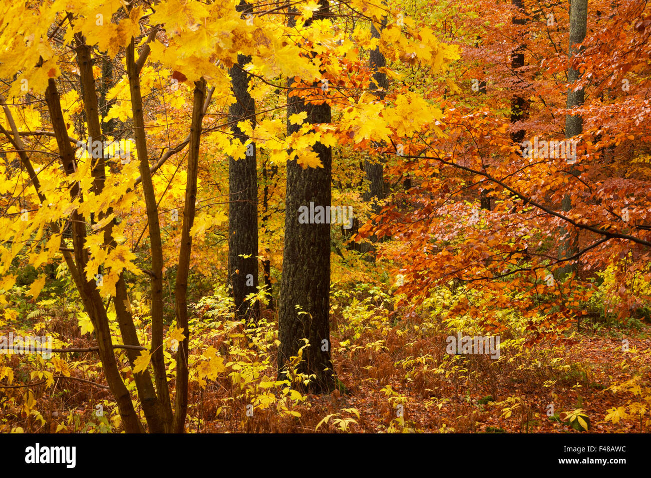 An autumnal forest, Sweden Stock Photo - Alamy