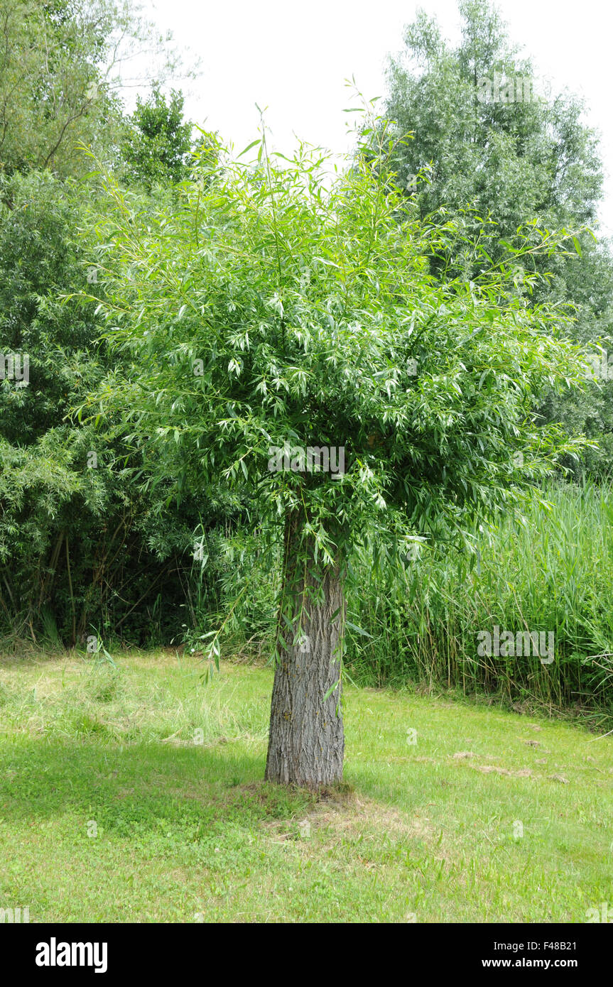 Common white willow hi-res stock photography and images - Alamy