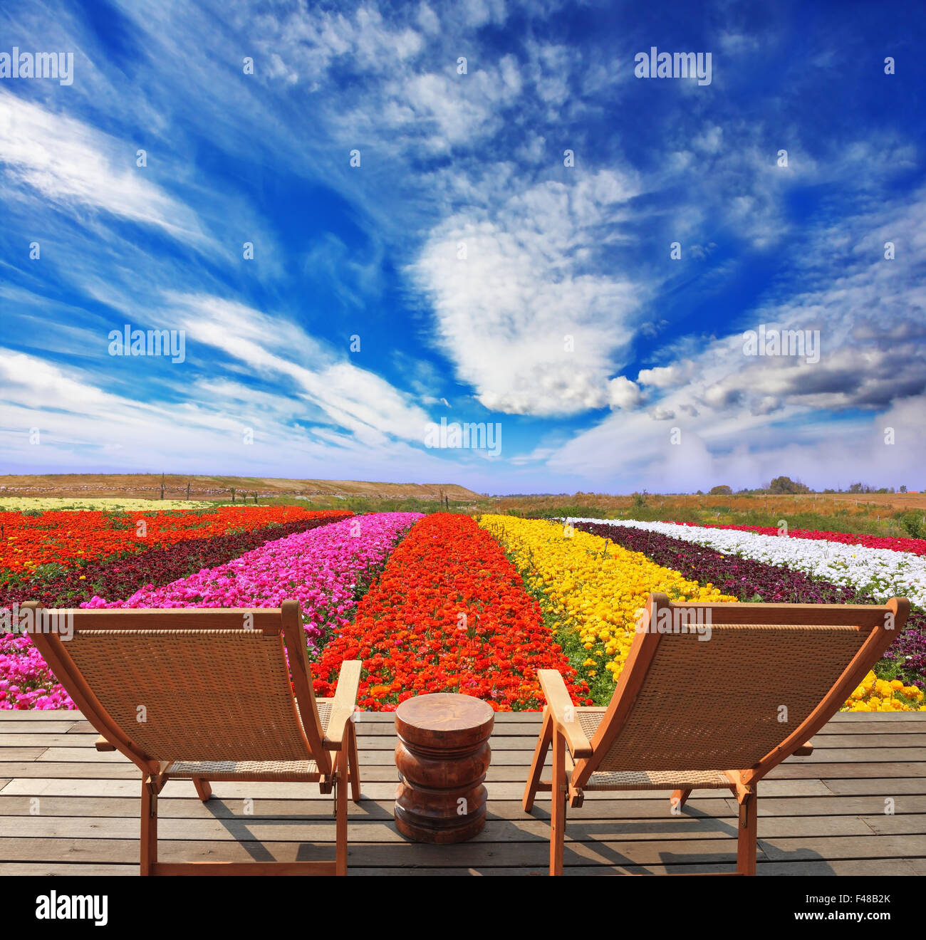 Very bright colorful flower fields Stock Photo - Alamy