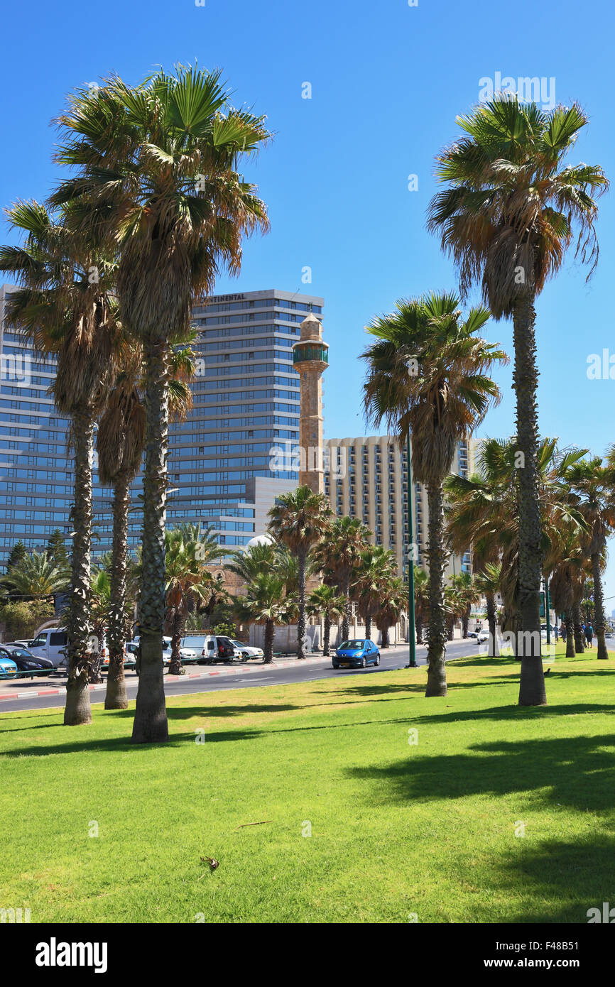 The green lawn and palm trees Stock Photo - Alamy