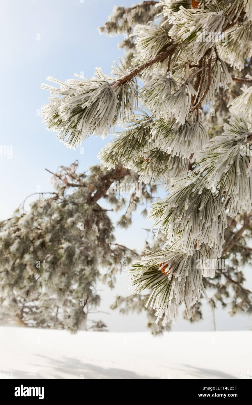 icy branch pine outdoors. background Stock Photo - Alamy