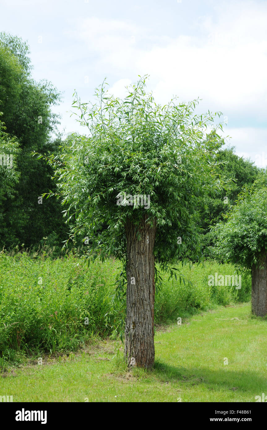 Common white willow hi-res stock photography and images - Alamy