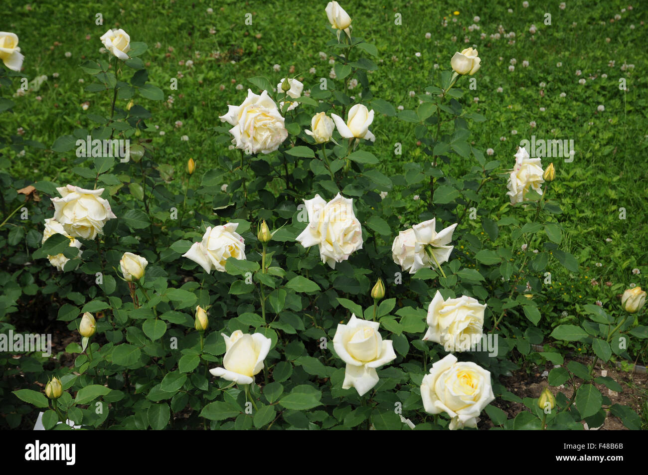 Elina rose hi-res stock photography and images - Alamy