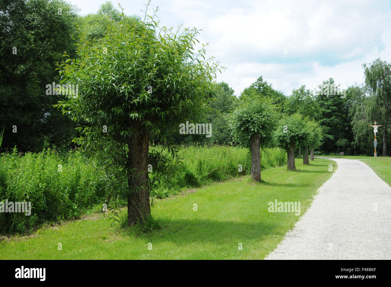Pollard willow hi-res stock photography and images - Alamy