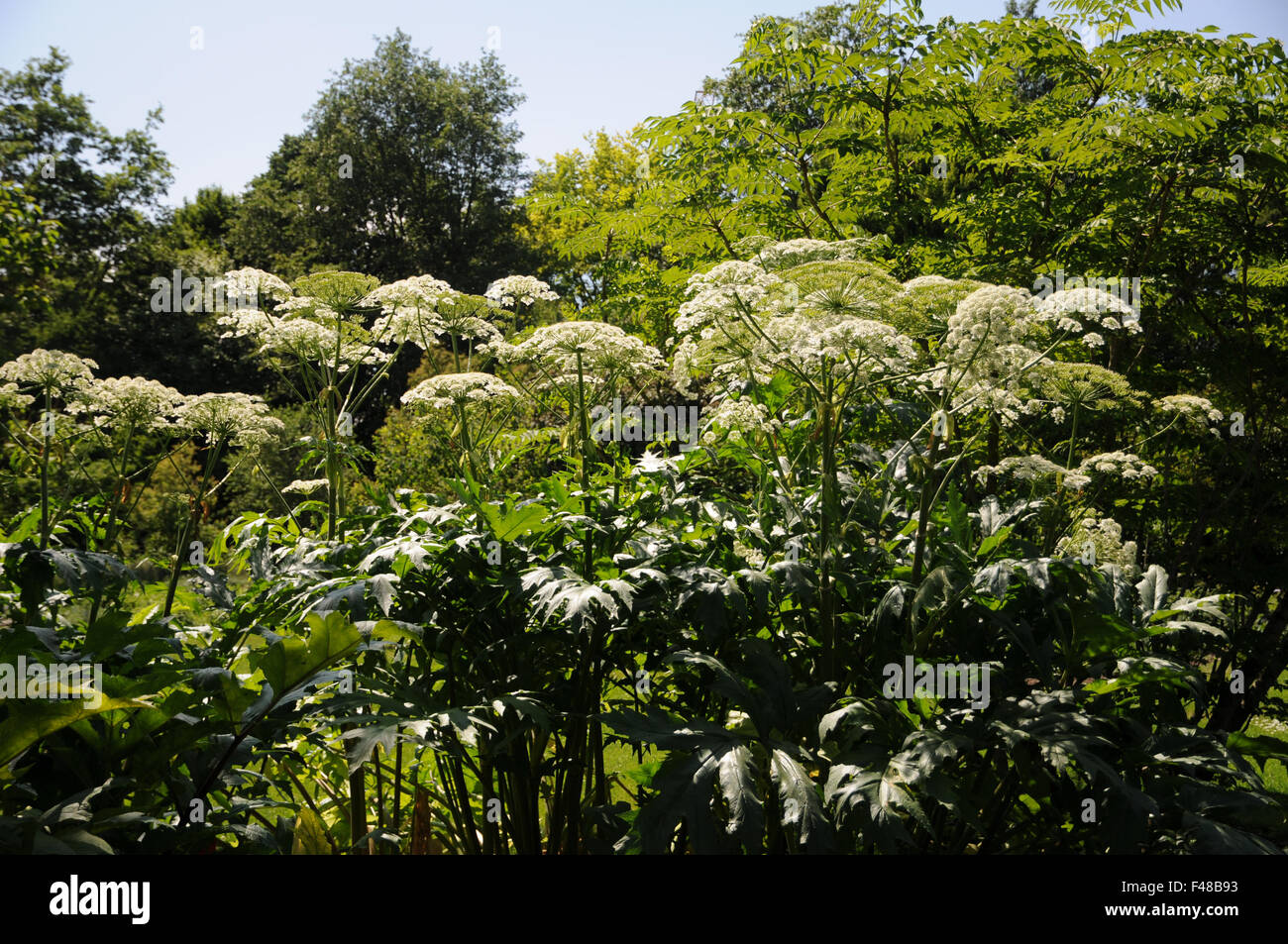 Persian hogweed hi-res stock photography and images - Alamy