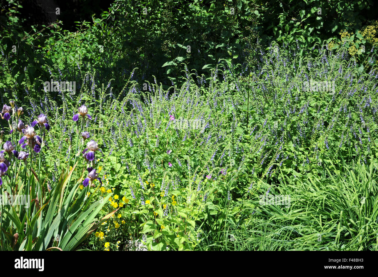 Scullcap hi-res stock photography and images - Alamy