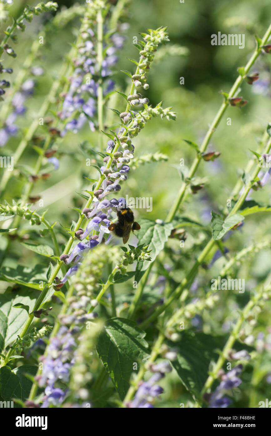 Scullcap hi-res stock photography and images - Alamy