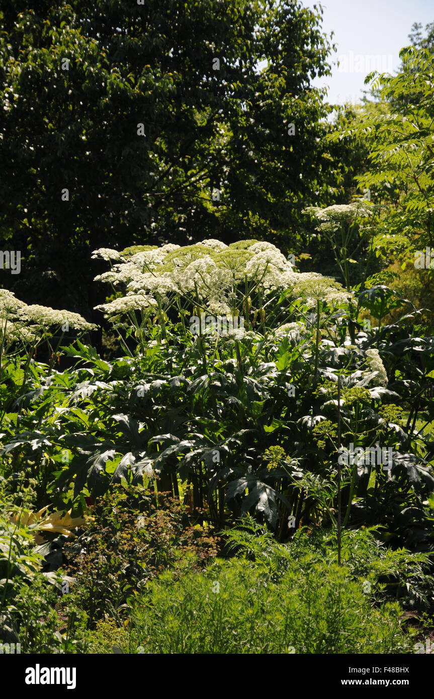 Persian hogweed hi-res stock photography and images - Alamy