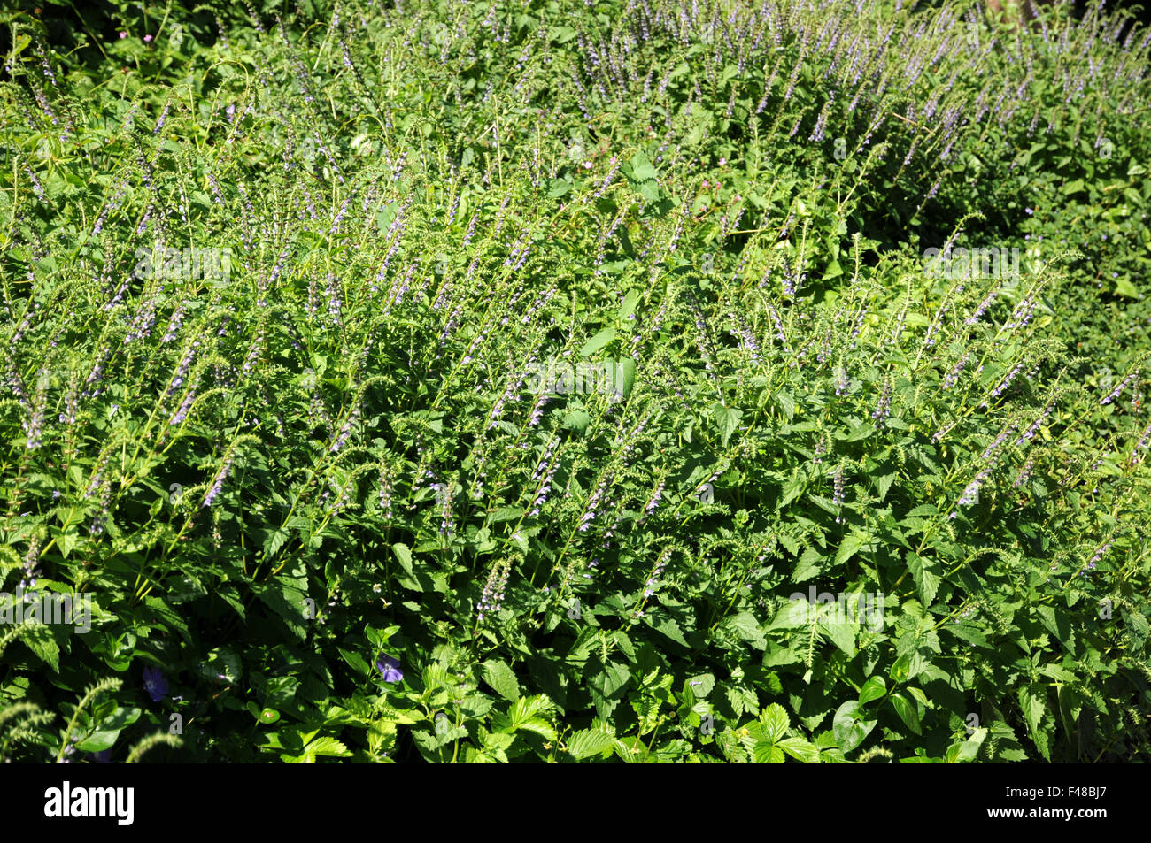 Scullcap hi-res stock photography and images - Alamy