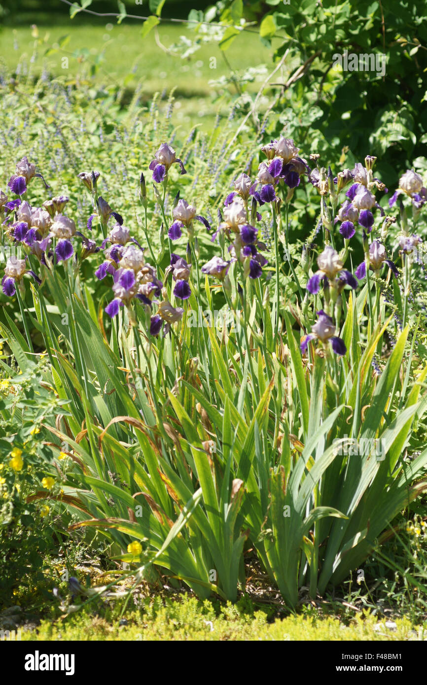 Tall bearded garden irises hi-res stock photography and images - Alamy