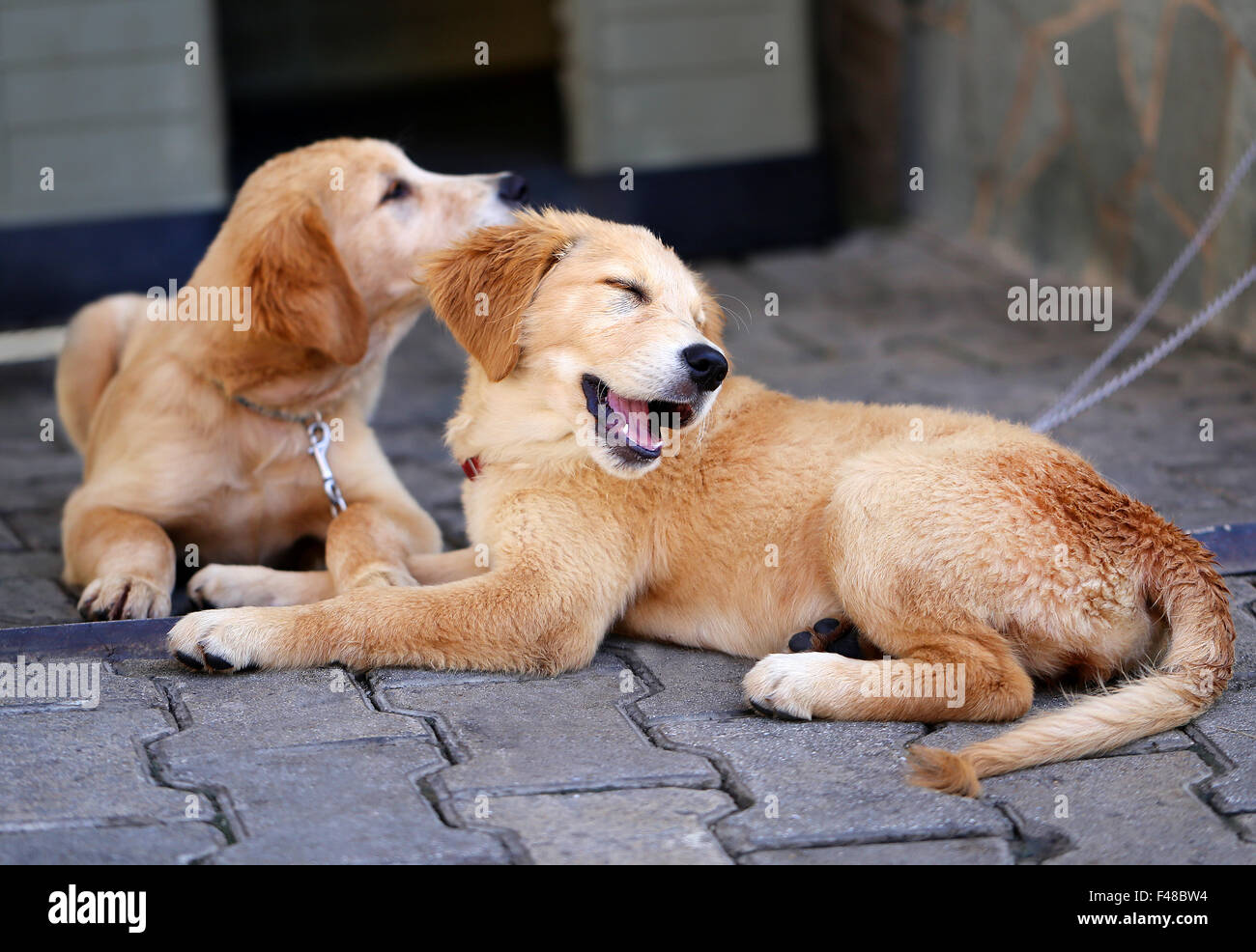 Beautiful labrador retriever hi-res stock photography and images - Alamy