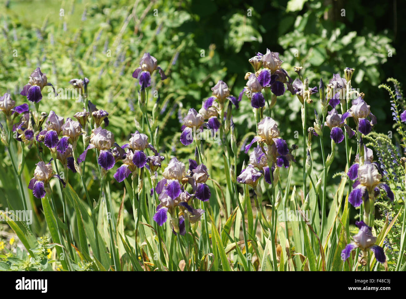 Tall bearded hi-res stock photography and images - Alamy