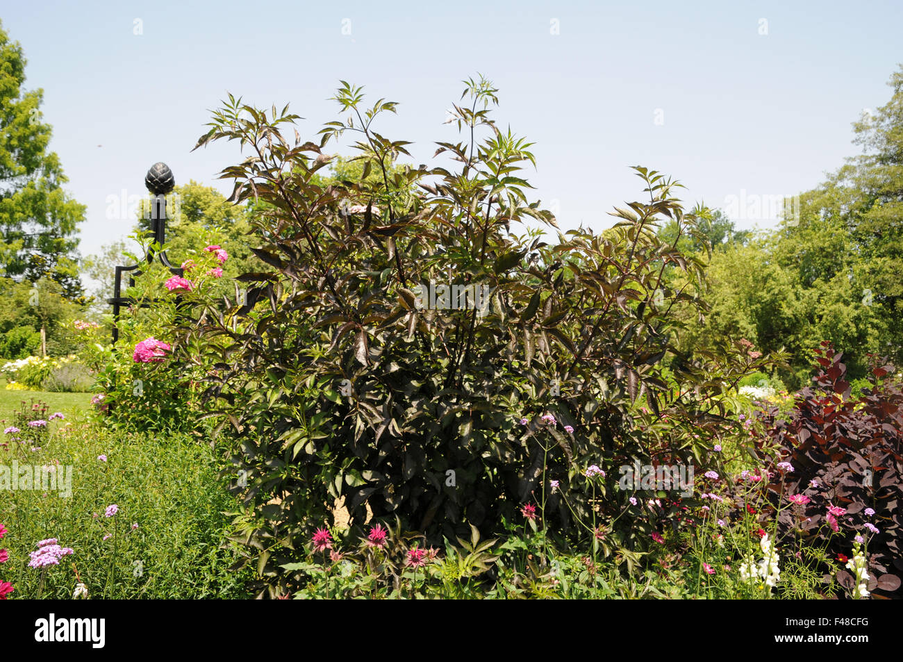 Roter holunder hi-res stock photography and images - Alamy