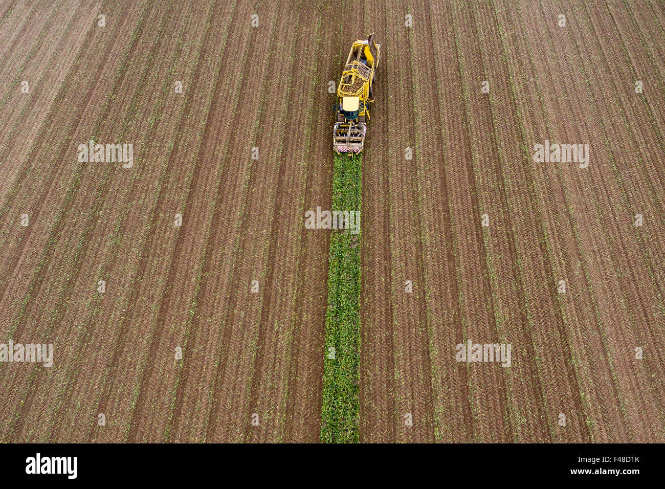 Plattling, Germany. 13th Oct, 2015. A beet lifter harvests sugar beets ...