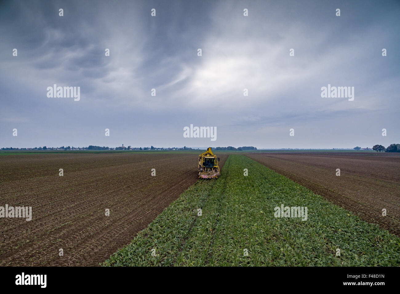 Plattling, Germany. 13th Oct, 2015. A beet lifter harvests sugar beets ...