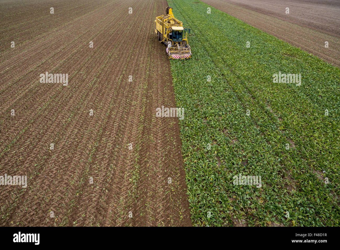 Beet lifter hi-res stock photography and images - Alamy