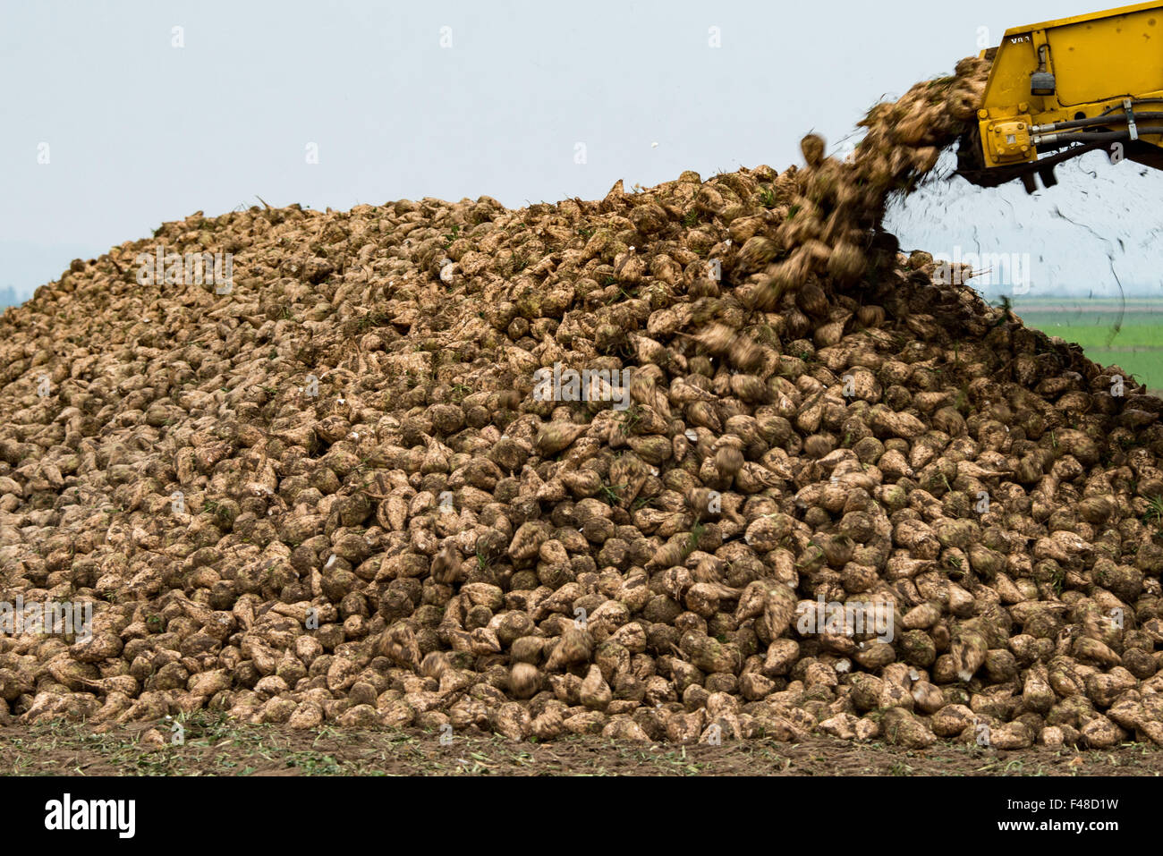 Beet lifter hi-res stock photography and images - Alamy