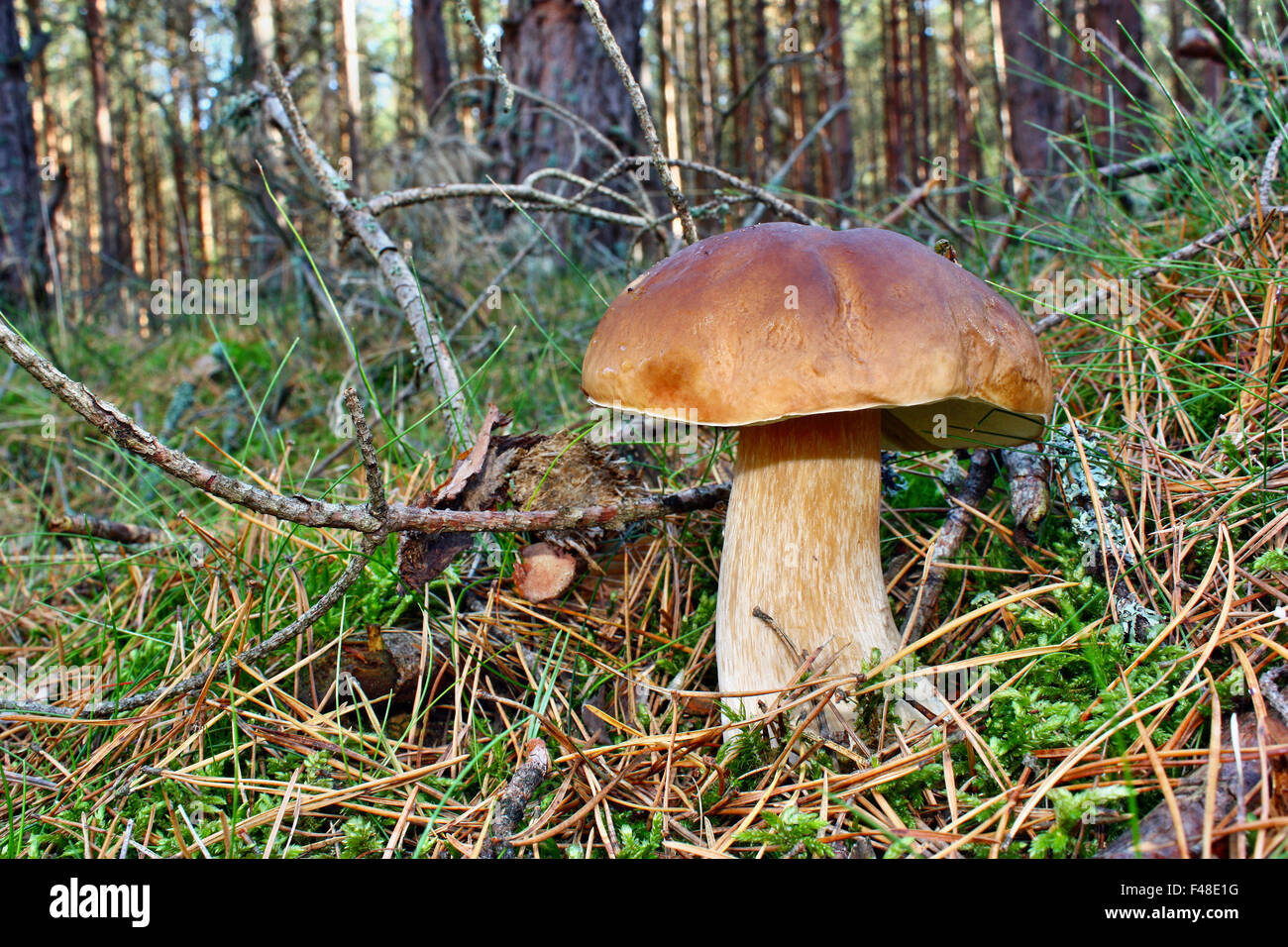 Boletus edulis edible mushroom in the forest Stock Photo - Alamy