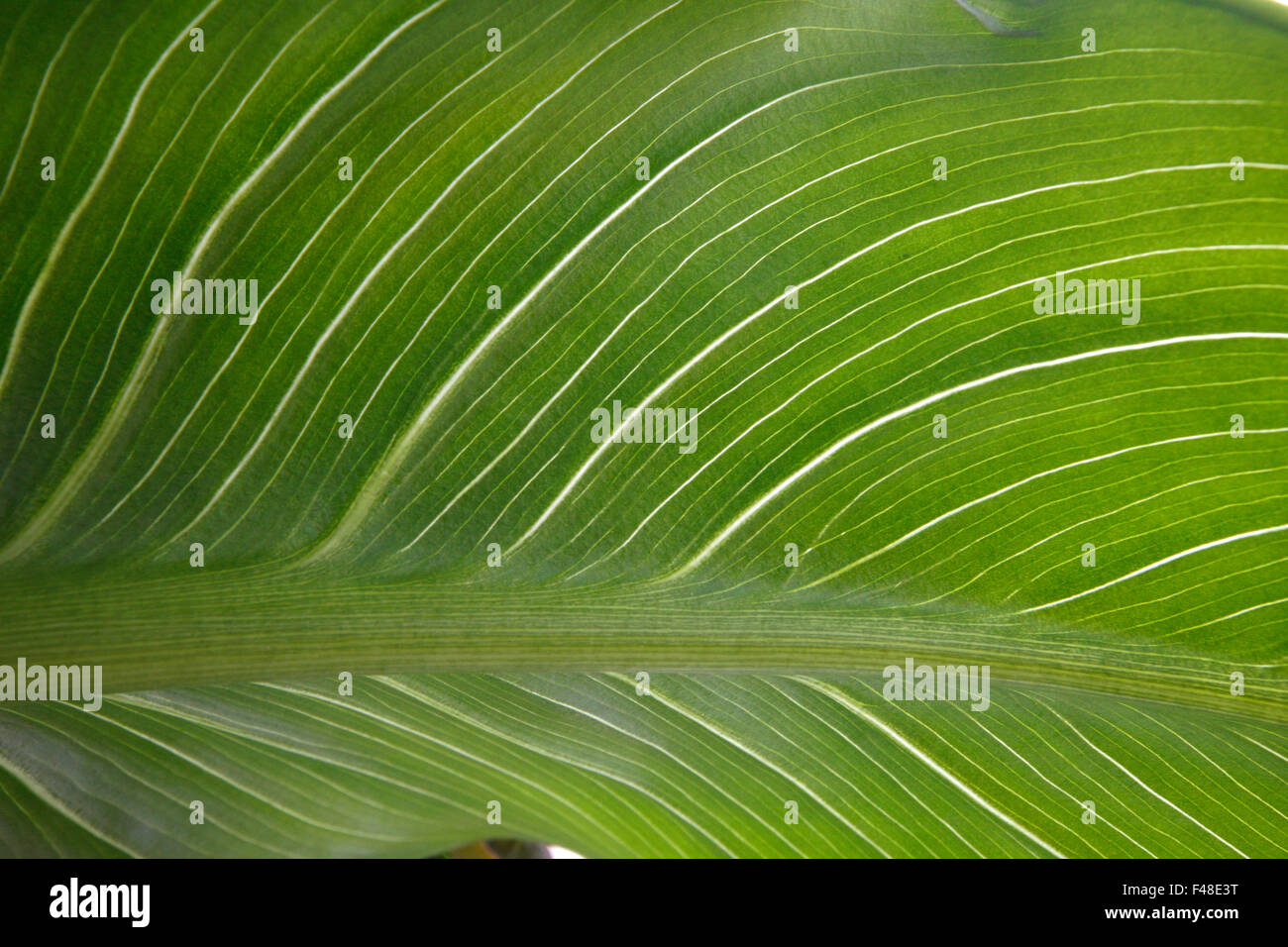 Microphotography of Calla leaf pattern with vein patterns and line ...