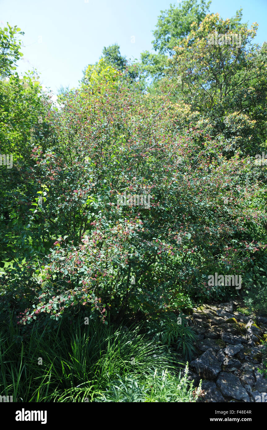 Gewohnliche felsenbirne hi-res stock photography and images - Alamy