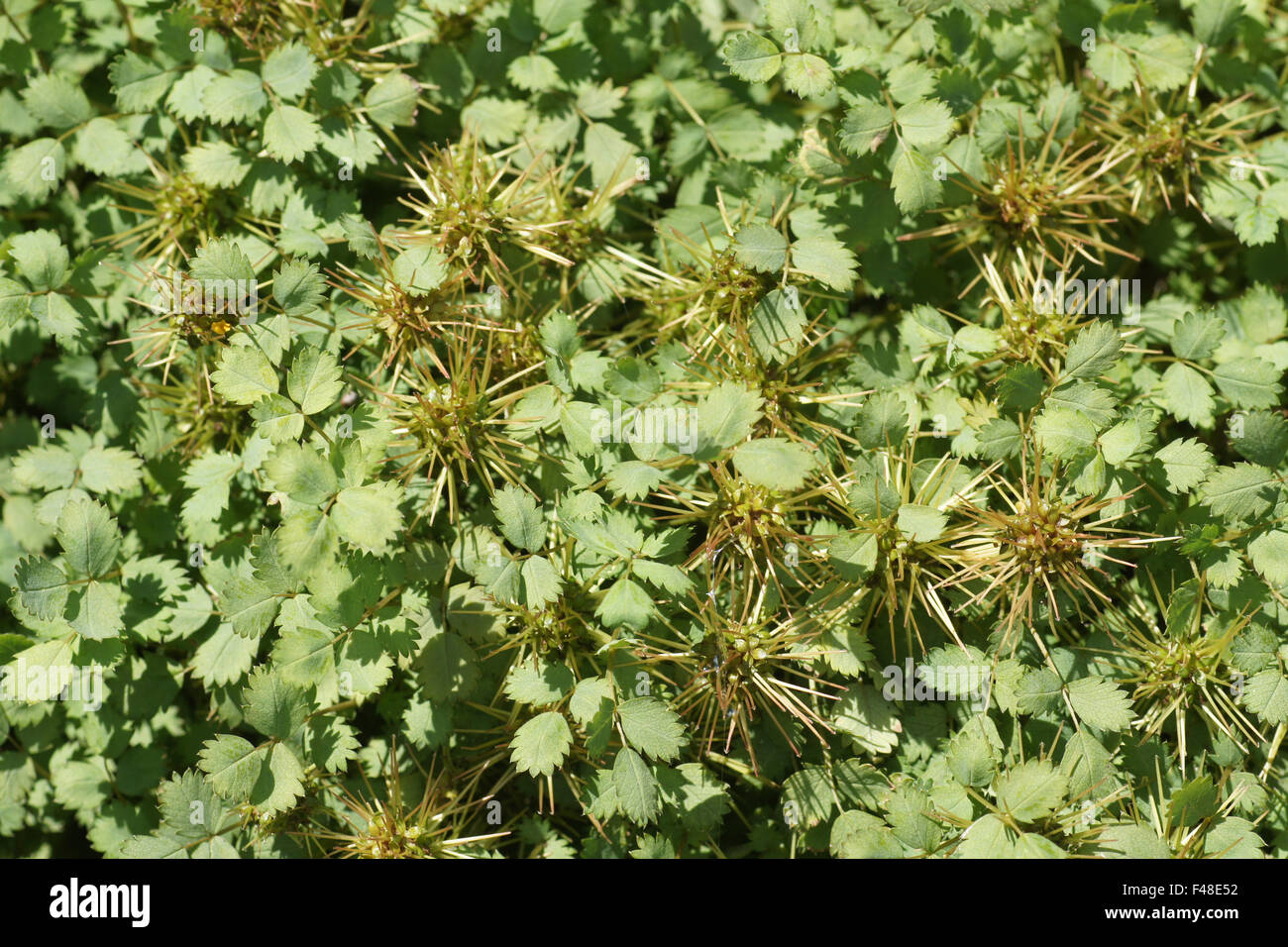 Burr hi-res stock photography and images - Alamy