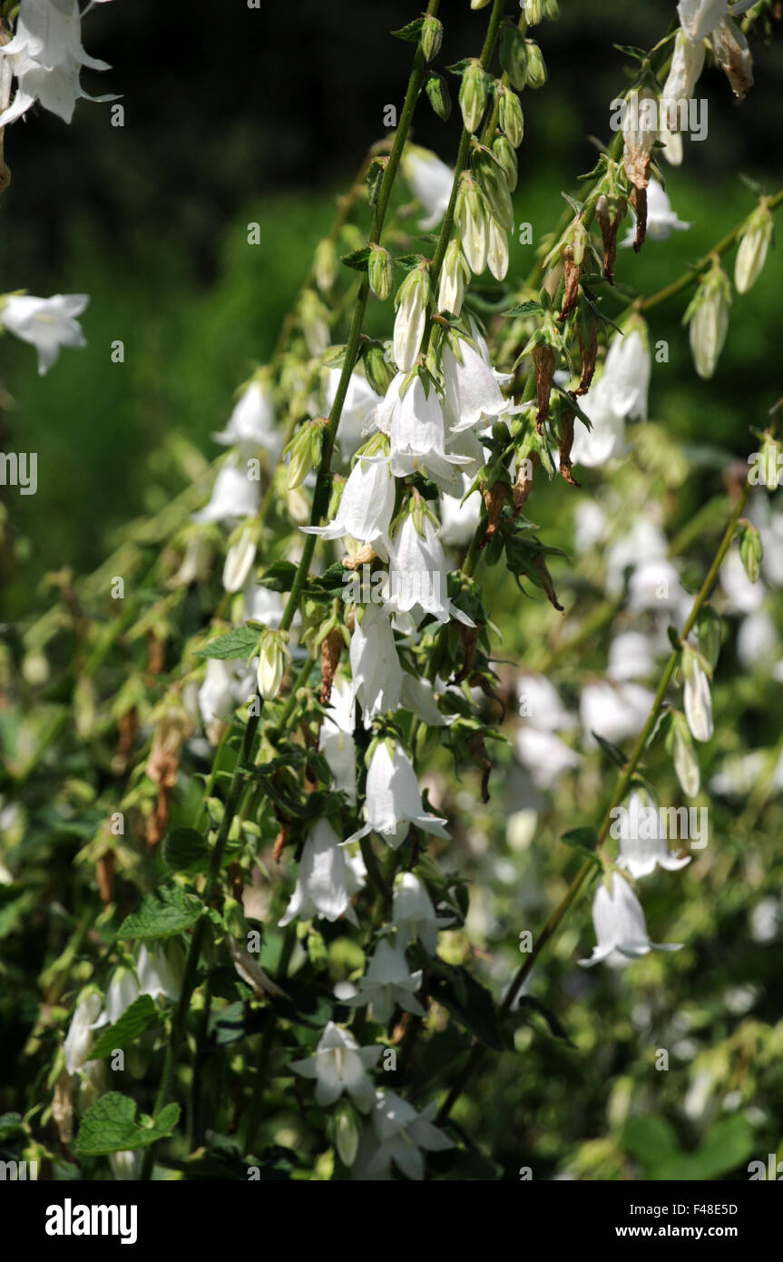 The comish hi-res stock photography and images - Alamy